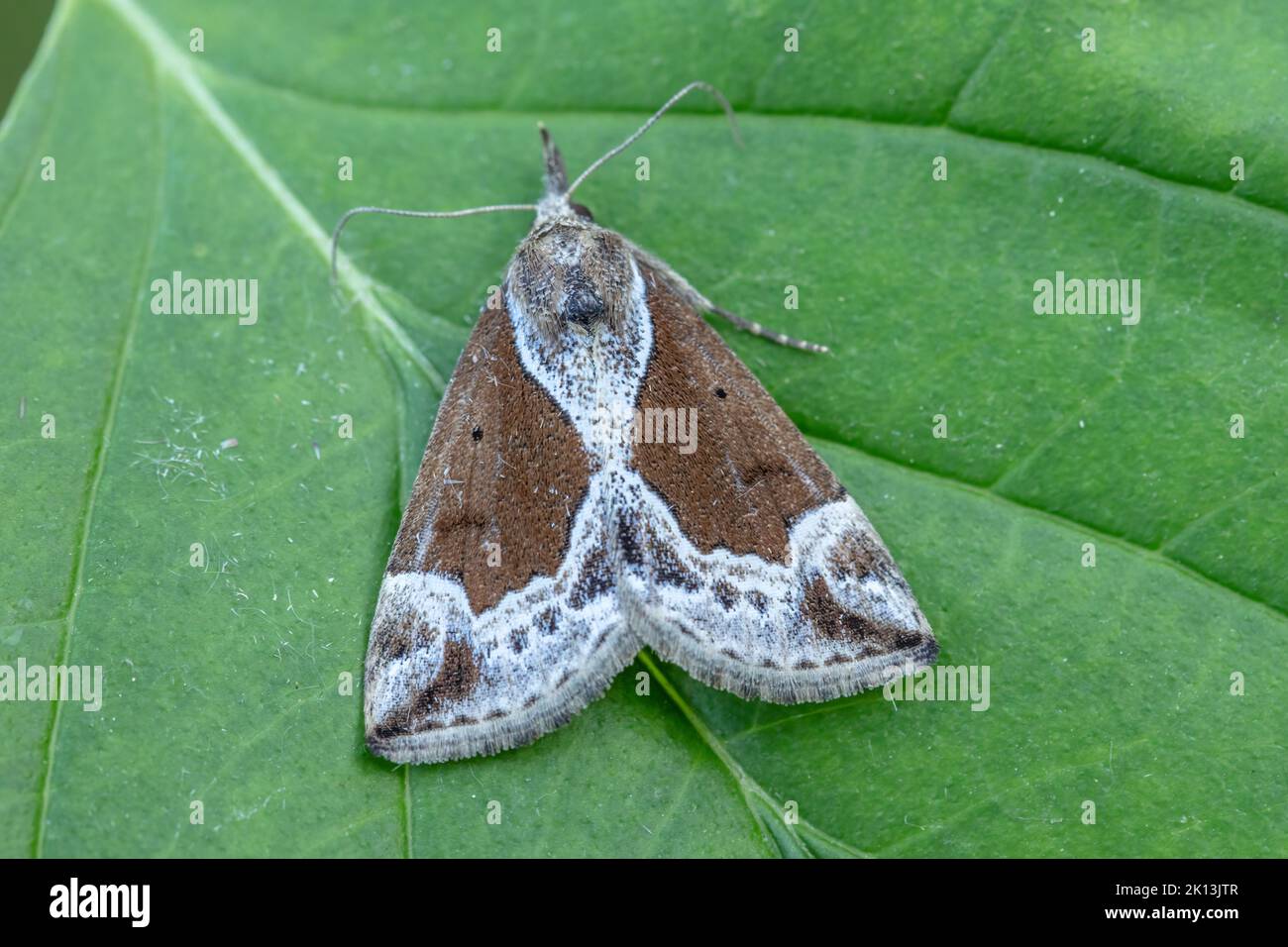 Nachtfalter, Natur, Insekt, Schweiz, Lepidoptera, Schmetterling ...