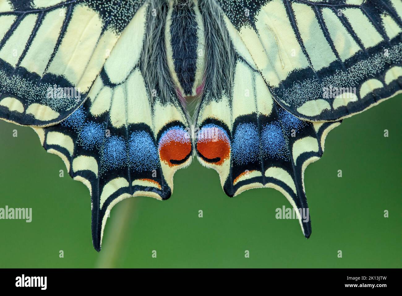 Schwalbenschwanz, Ritterfalter, Papilio machaon, Papilionidae, Natur ... Schwalbenschwanz, Ritterfalter, Papilio machaon, Papilionidae, Natur ...
