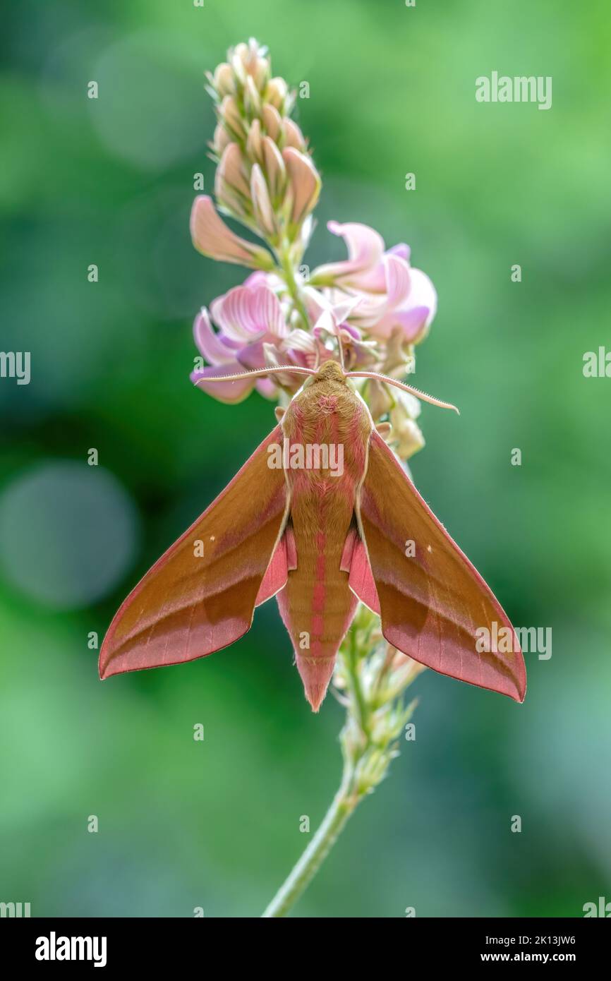 Nachtfalter, Natur, Insekt, Schweiz, Lepidoptera, Schmetterling ...