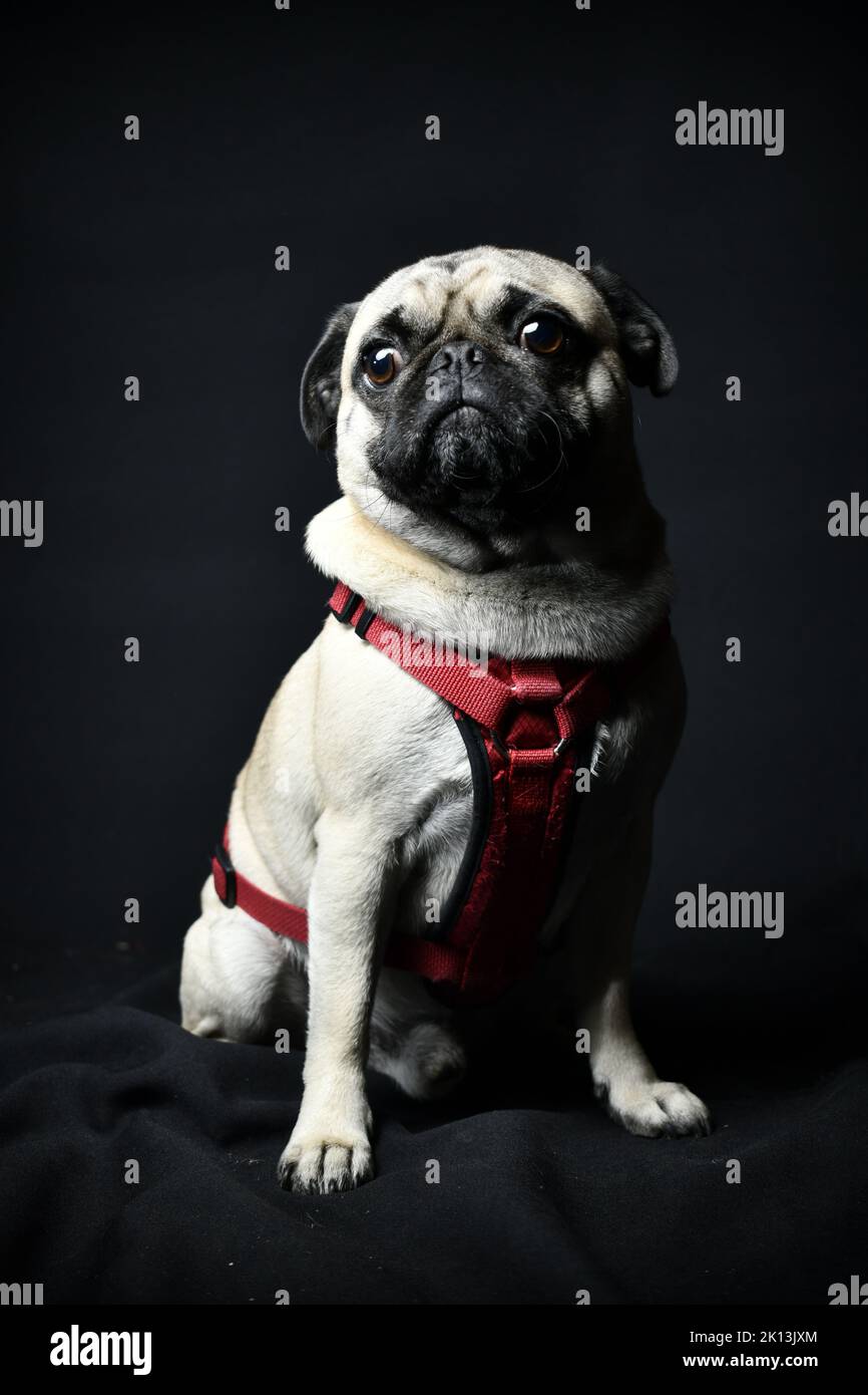 A vertical of an adorable Pug dog in red harness in a studio against a ...