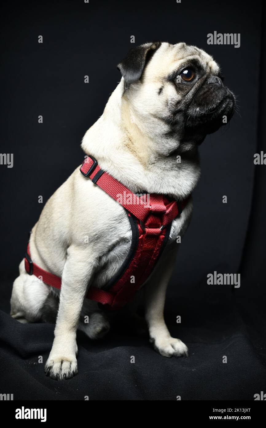 A vertical of an adorable Pug dog in red harness in a studio against a ...