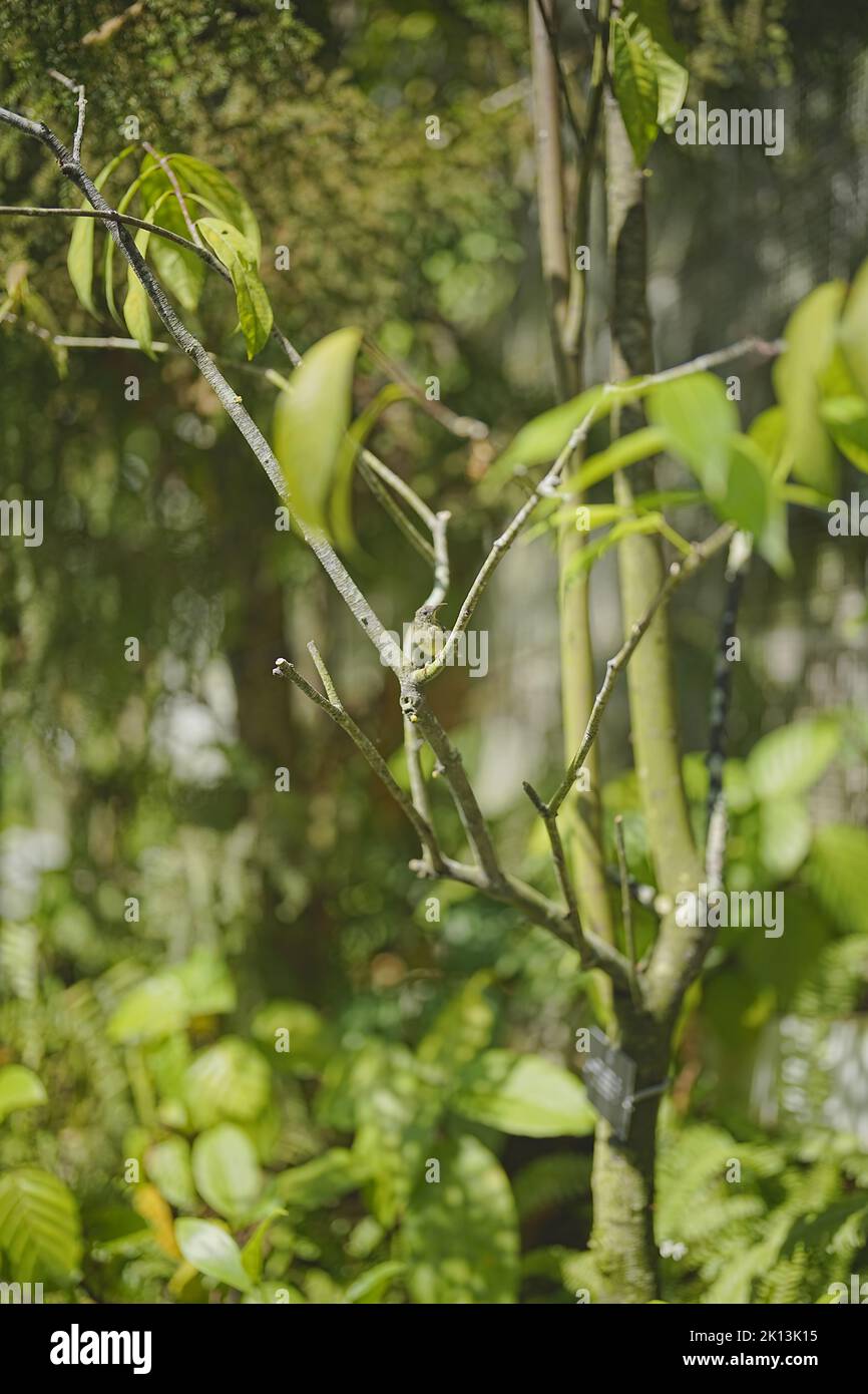 A vertical closeup shot of a branch of tree leaves with the sunlight on ...