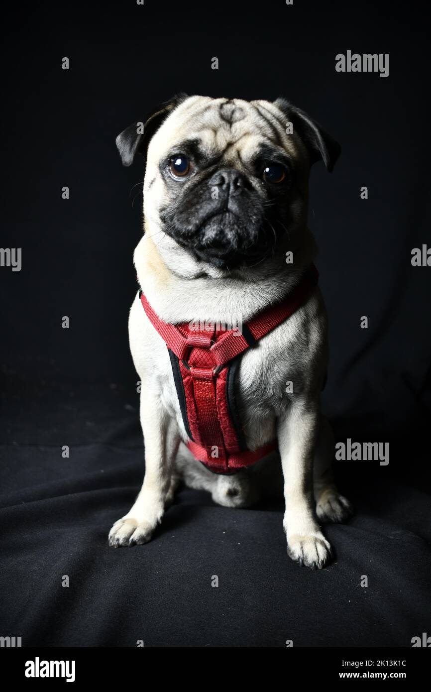 A vertical portrait of an adorable Pug dog in red harness in a studio ...