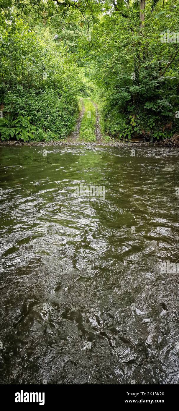 A beautiful shot of a river flowing through a green forest Stock Photo ...