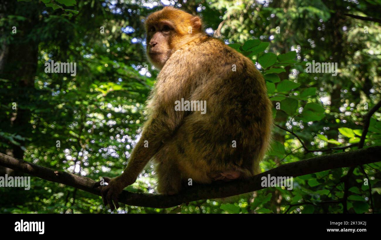 A Barbary macaque monkey on tree branch looking back to the camera in ...