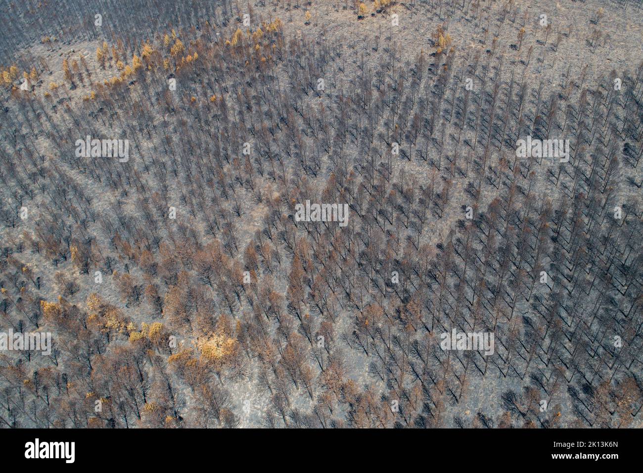 A pine forest after a heavy forest fire. Burned trees Stock Photo - Alamy