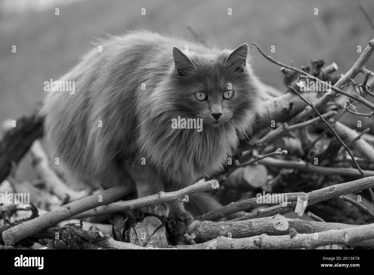 A grayscale shot of splendid specimen of female cat on fallen branches ...