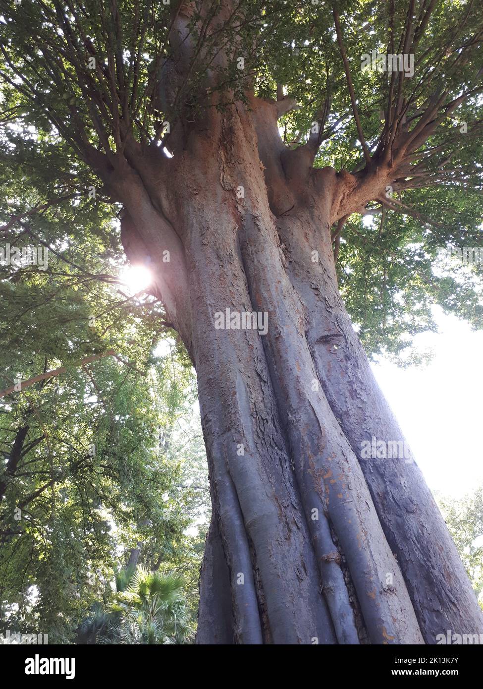 A low angle shot of the bright sun shining behind the branches of big ...