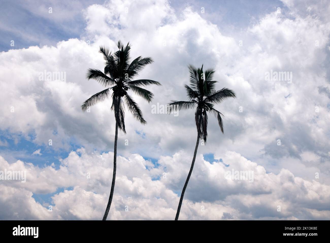Branches green palm tree waving hi-res stock photography and images - Alamy