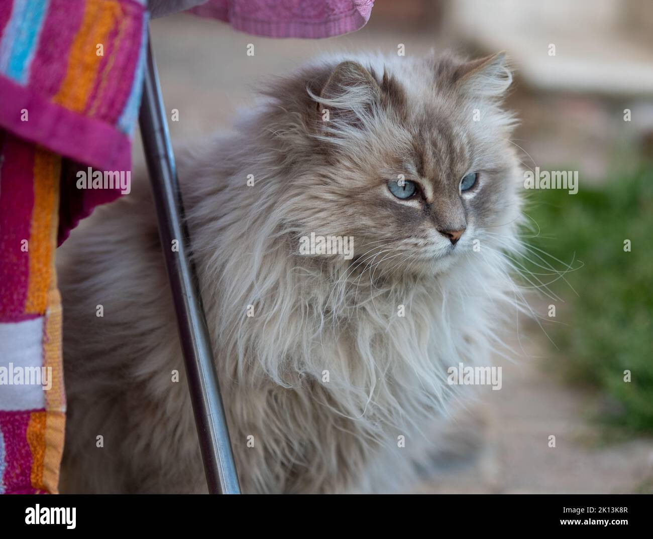 A shallow focus shot of splendid specimen of female Siberian cat in the ...