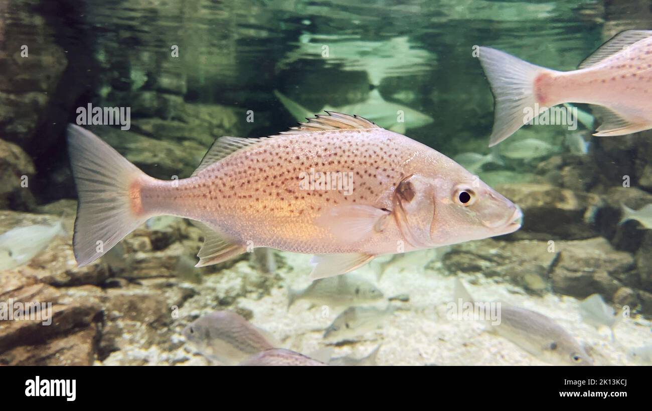 A closeup of mangrove snapper or gray snapper, Lutjanus griseus Stock ...