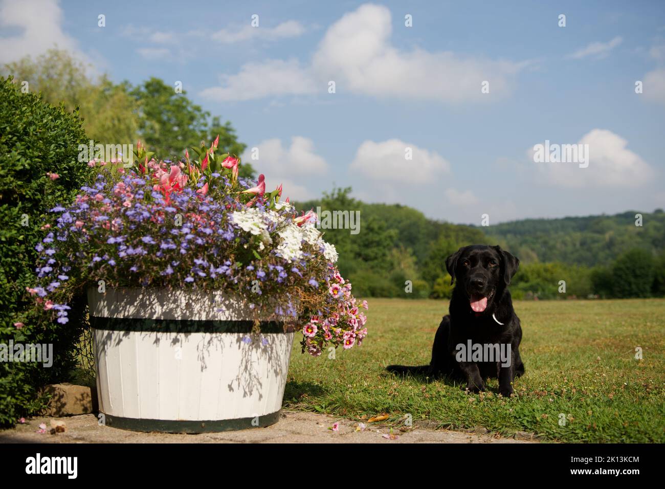 Black Labrador retriever dog lying on grass beside a wooden flower pot ...