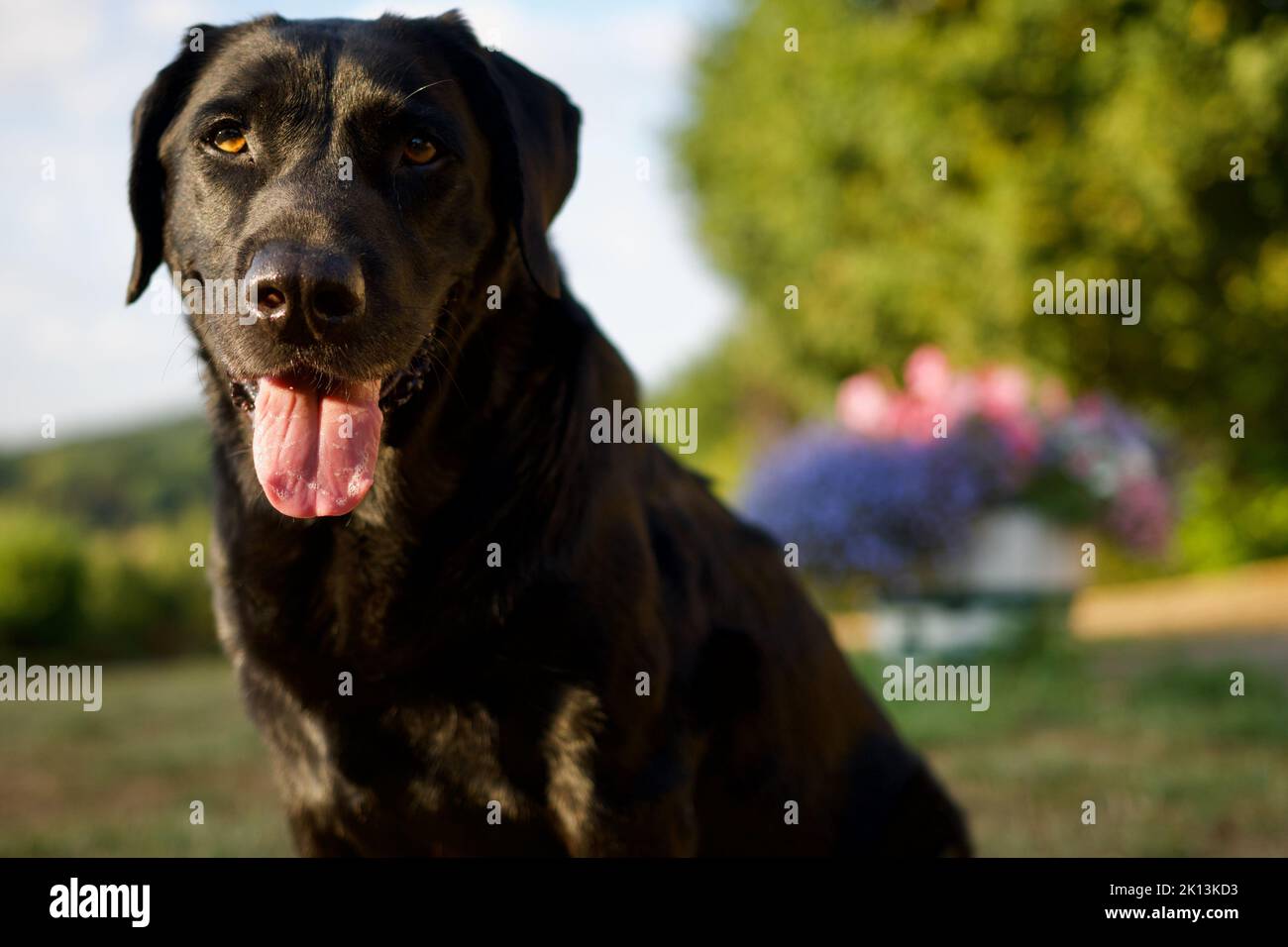 Beautiful sitting labrador dog portrait with in the background a ...