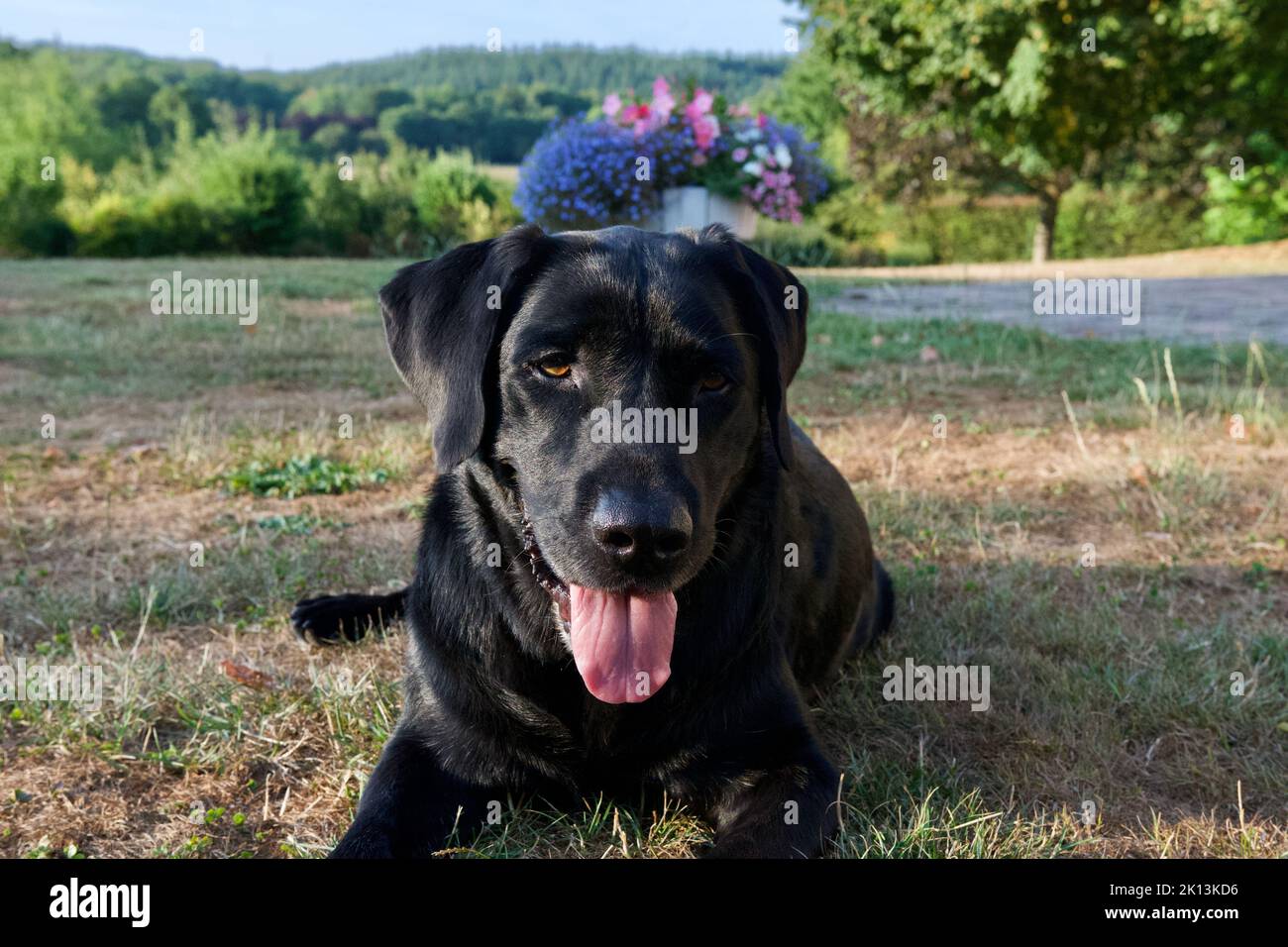 Lying black labrador dog on the grass of a nice garden with a ...