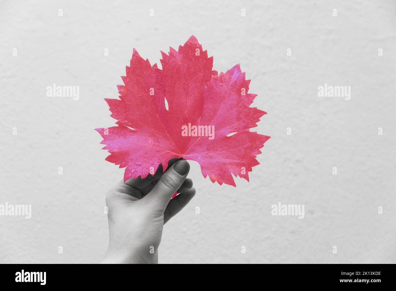 A drawing of a hand holding a red autumn leaf Stock Photo - Alamy