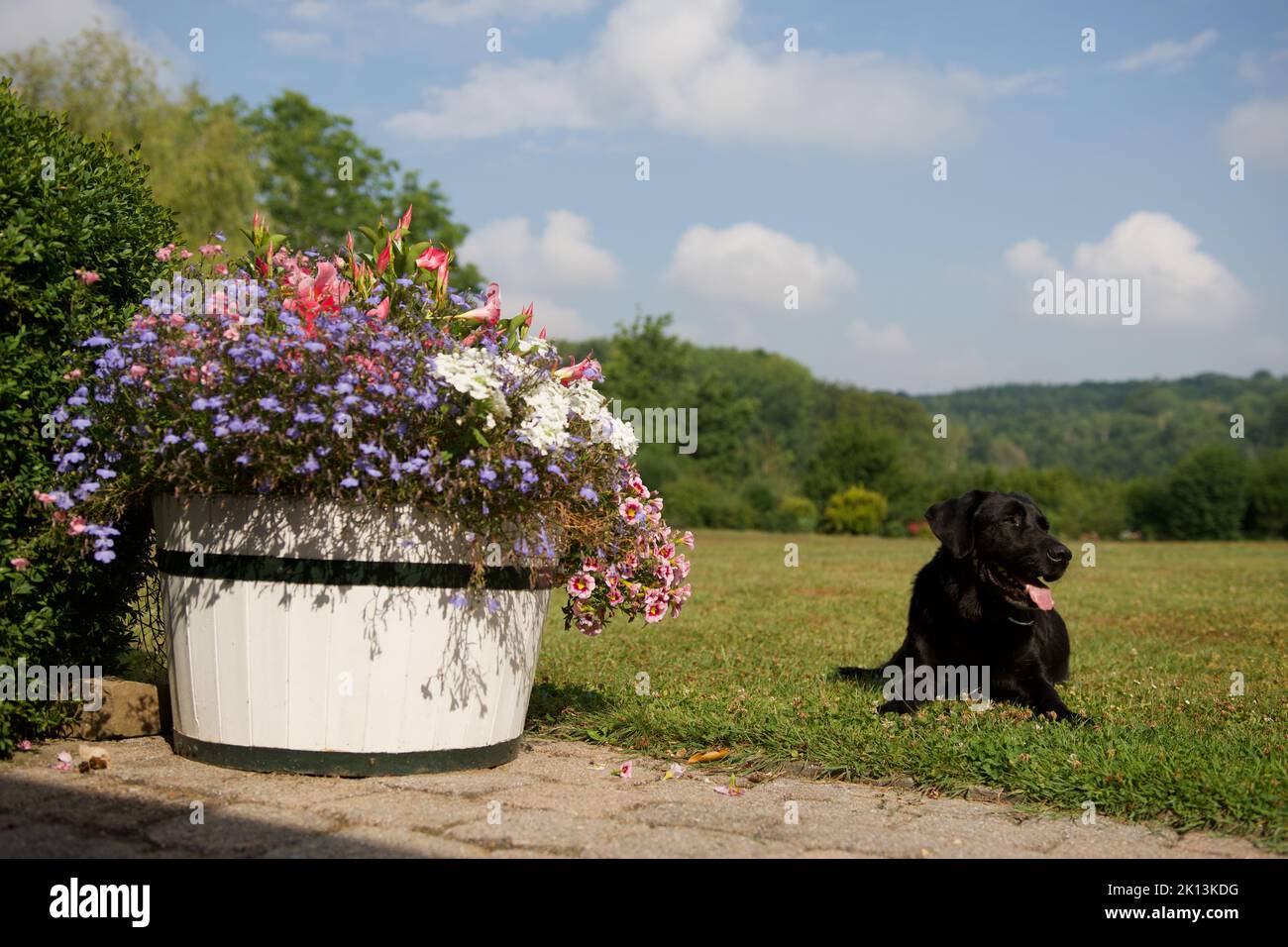 Black Labrador retriever dog lying on grass beside a wooden flower pot ...
