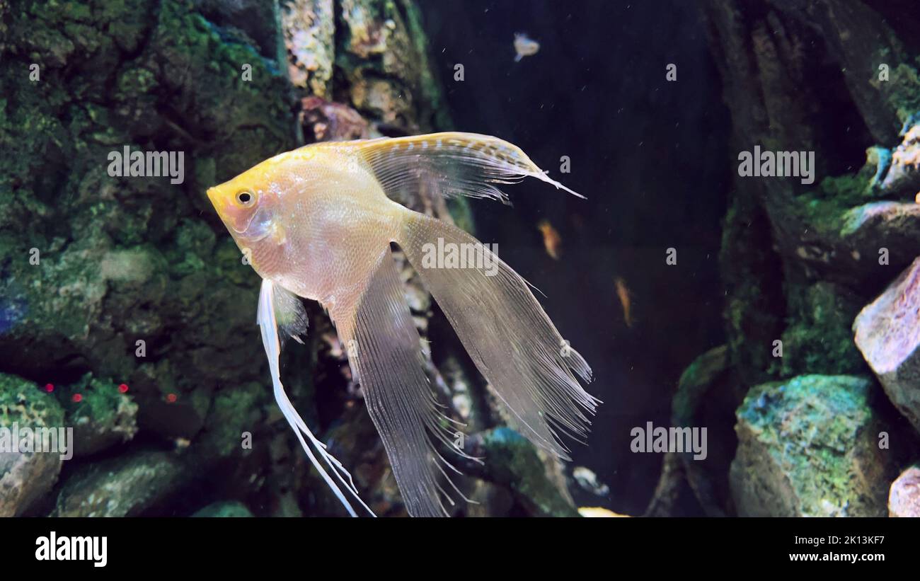 Pearly Gold Angelfish