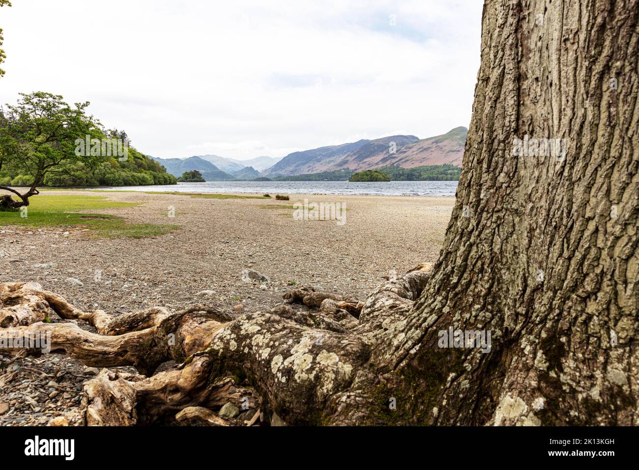 Derwentwater Tree Roots, exposed tree roots, drought, low water level ...