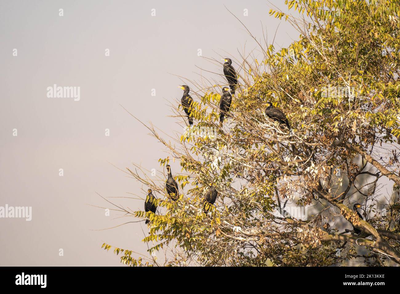 Beautiful bird great on hi-res stock photography and images - Alamy