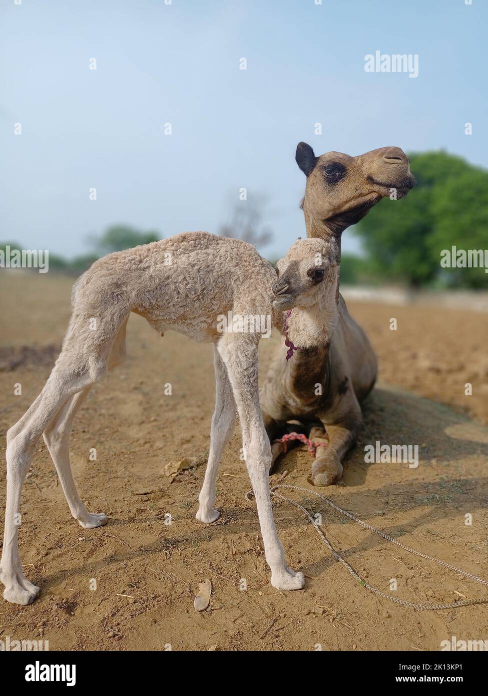 Baby Dromedary Camel