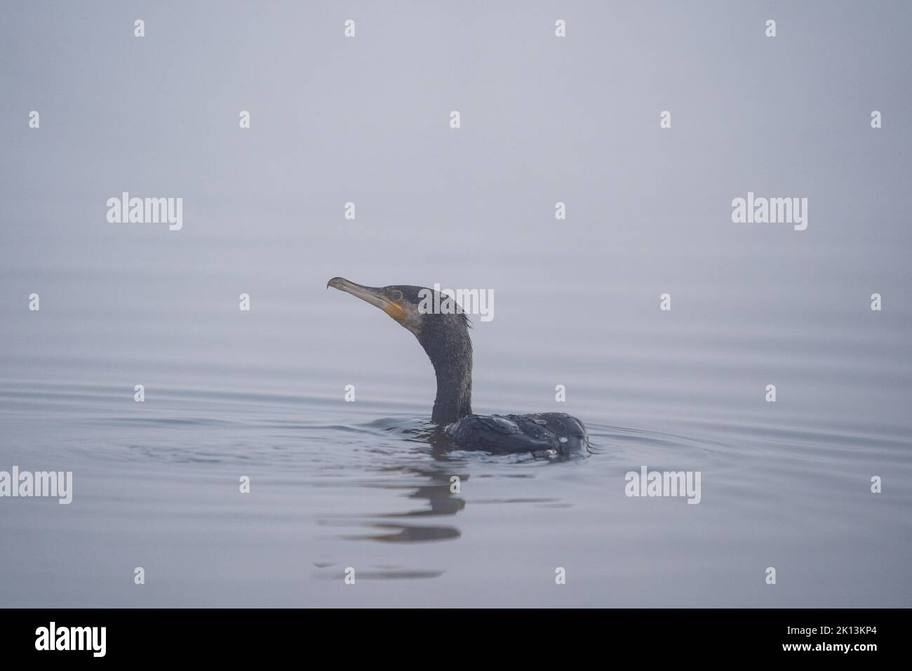 A beautiful shot of a great cormorant in a lake Stock Photo - Alamy