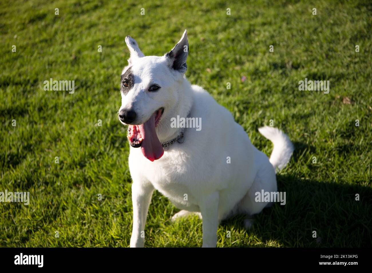 A white swiss Shepherd mixed with English pointer sitting on grassland ...