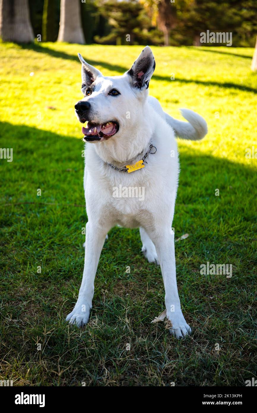 A vertical shot of white swiss Shepherd mixed with English pointer ...