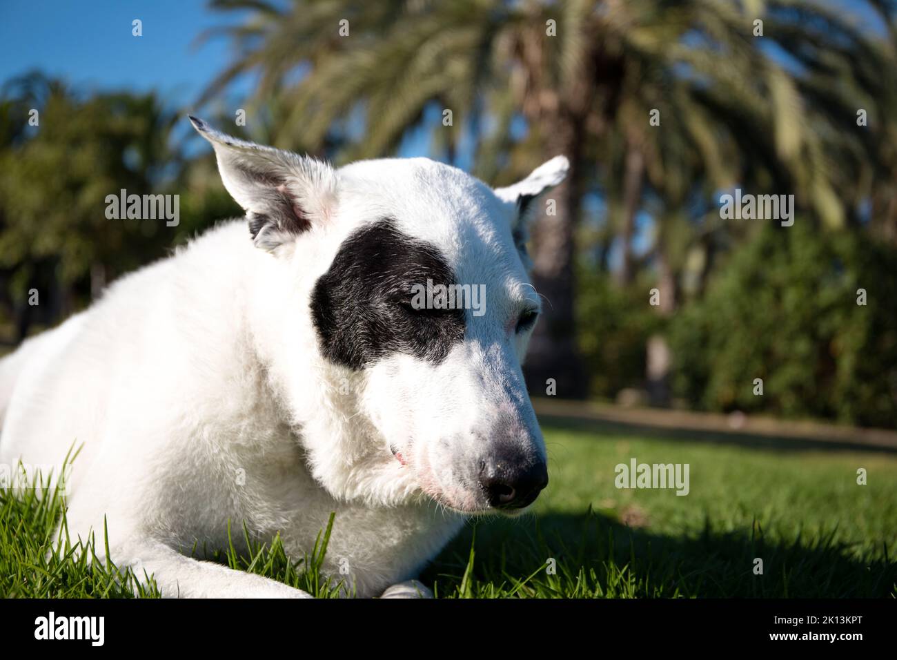 A shallow focus shot of a white Swiss shepherd mixed with English ...