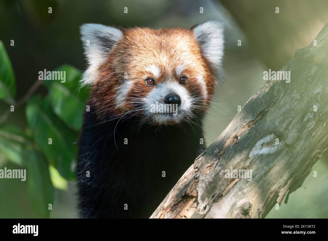 A beautiful shot of a red panda Stock Photo - Alamy