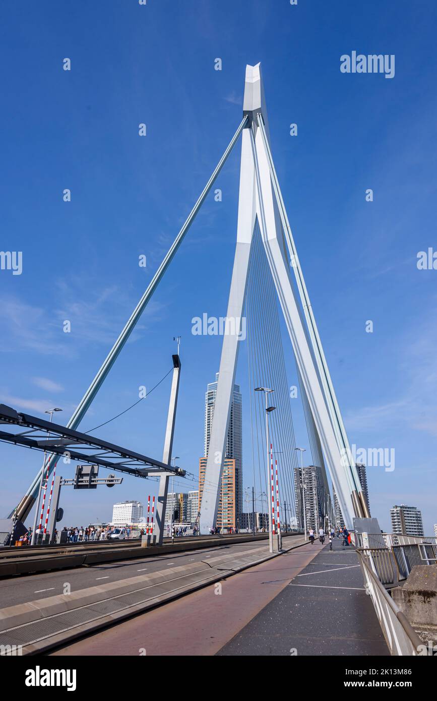 Erasmusburg Erasmus Bridge, Rotterdam, Netherlands Stock Photo - Alamy
