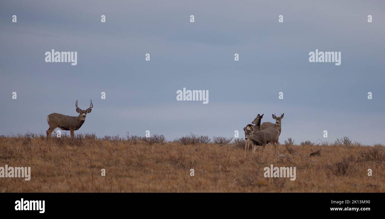 Mule deer herd hi-res stock photography and images - Alamy