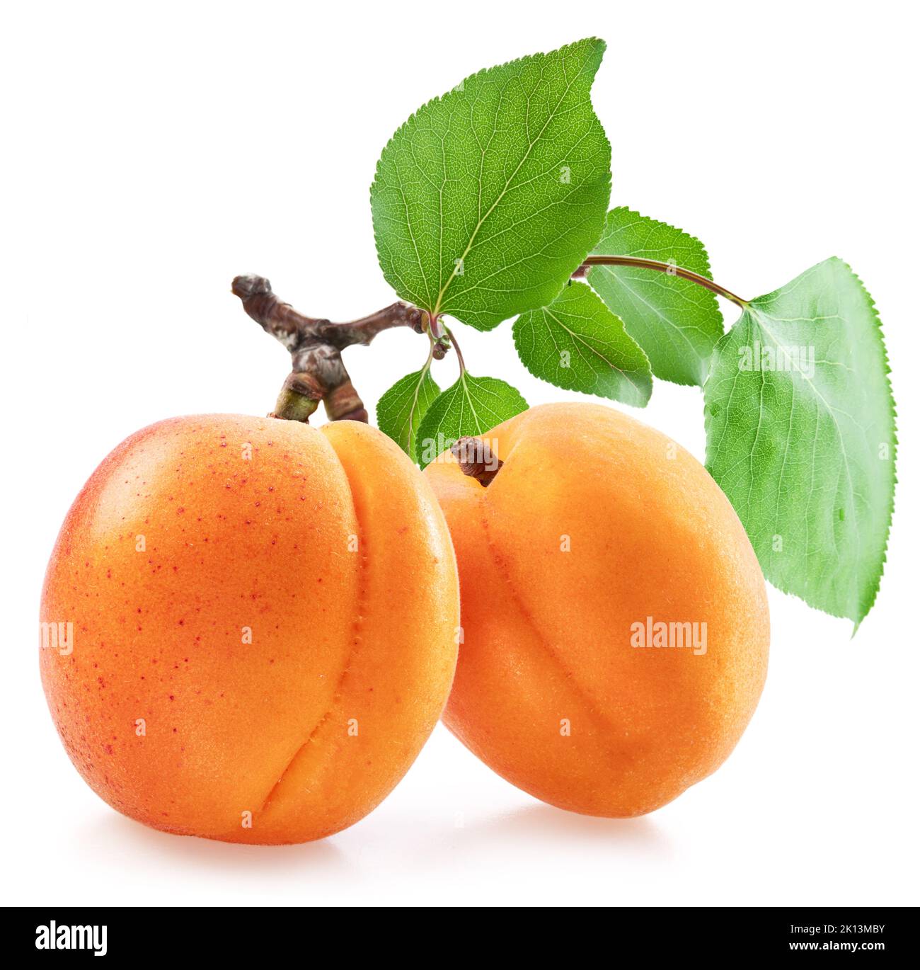 Ripe apricots on the branch with green leaves isolated on white ...