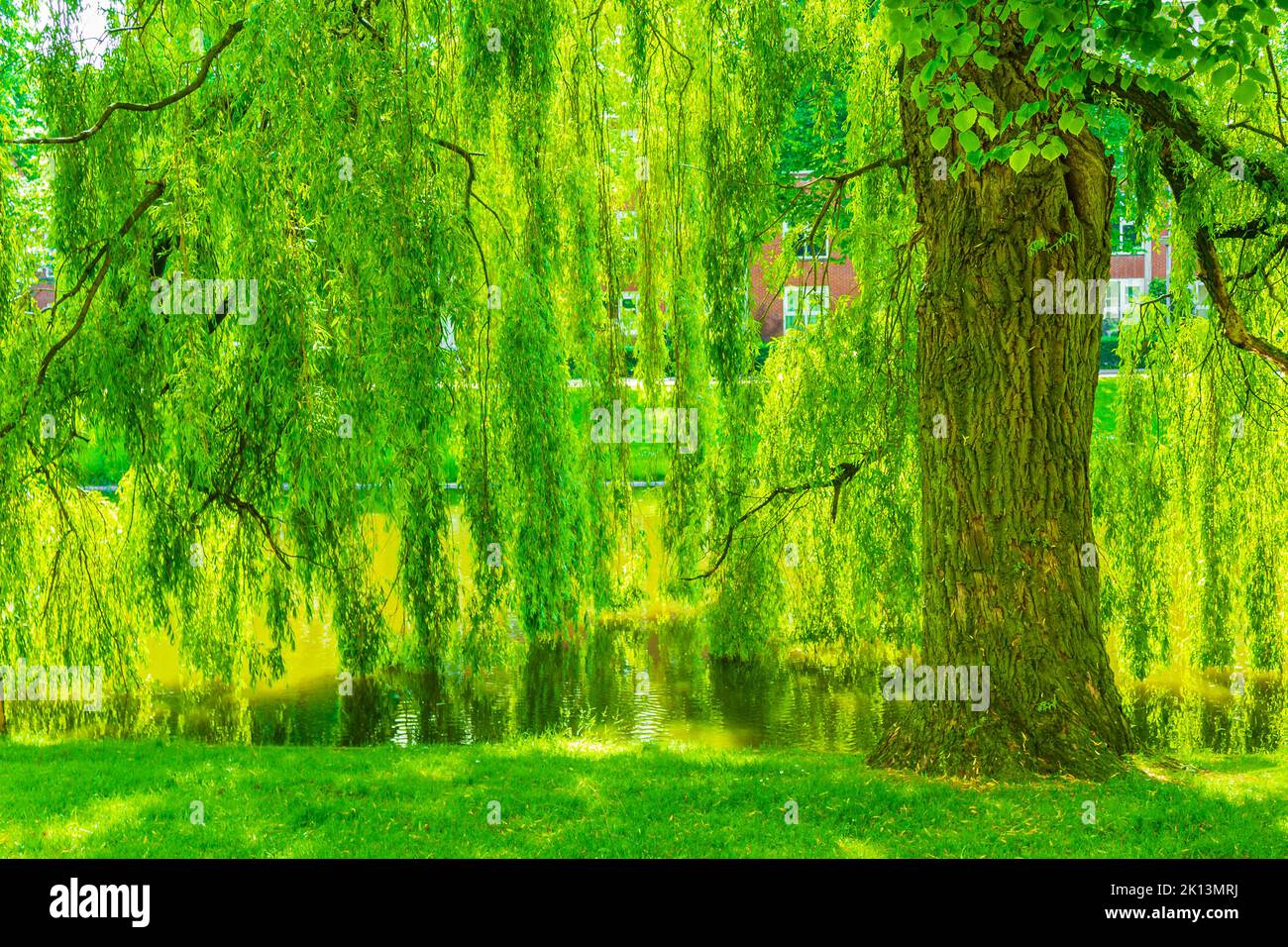 Forest park trees plants and nature in the city of Groningen Holland ...