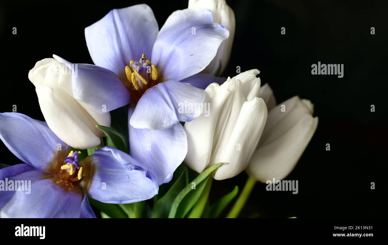 Spring 2022 hi-res stock photography and images - Alamy