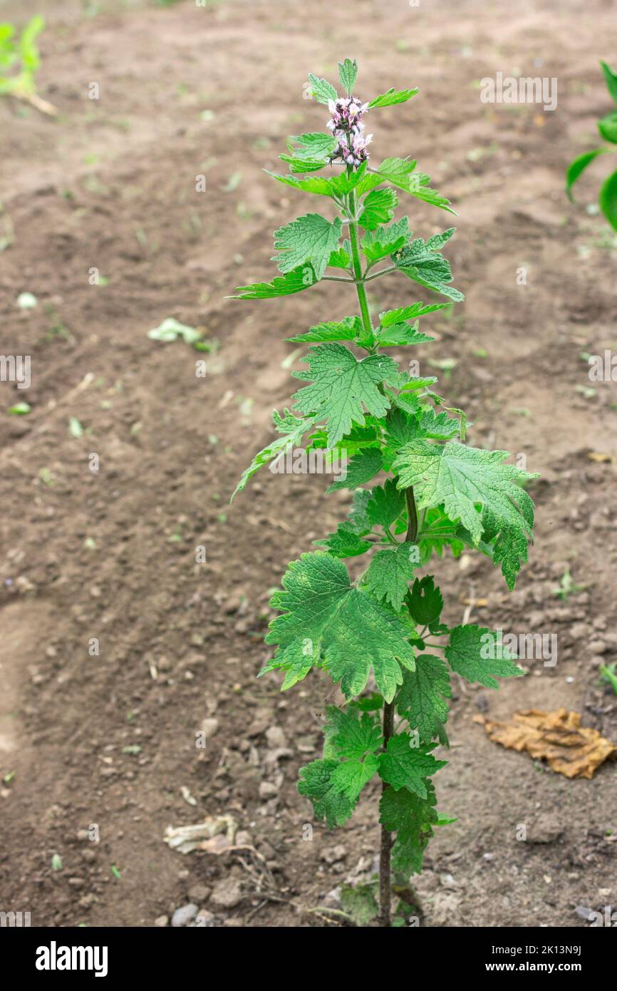 Leonurus cardiaca, known as motherwort. Medicinal plant. September ...
