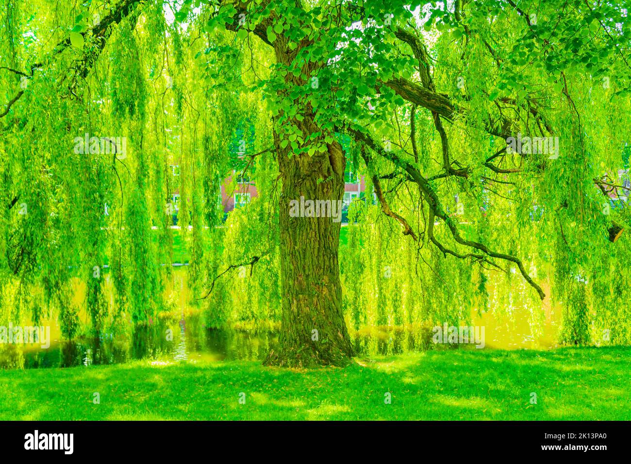 Forest park trees plants and nature in the city of Groningen Holland ...