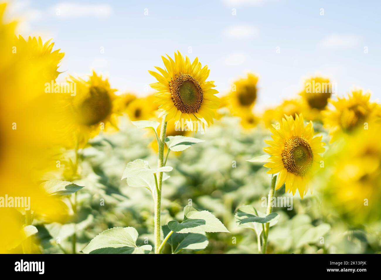A beautiful sunflower in the warm sunlight on a summer meadow ...