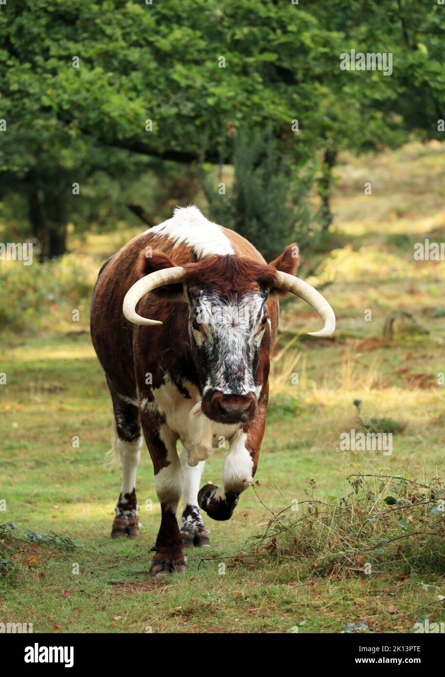 English Longhorn cow (Bos Primigenius) grazing on heathland on Kinver ...