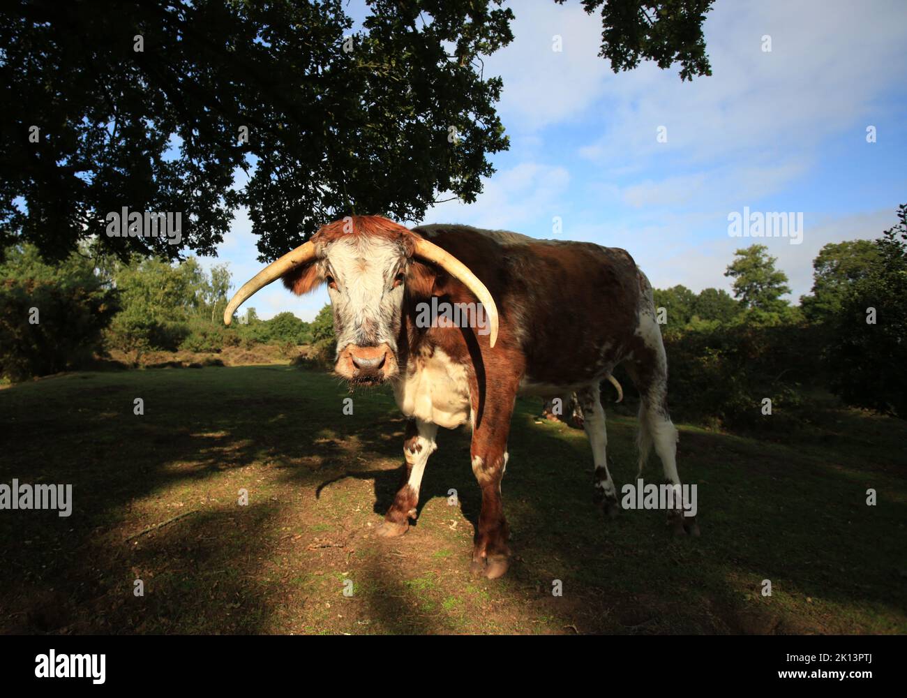 English Longhorn cow (Bos Primigenius) grazing on heathland on Kinver ...