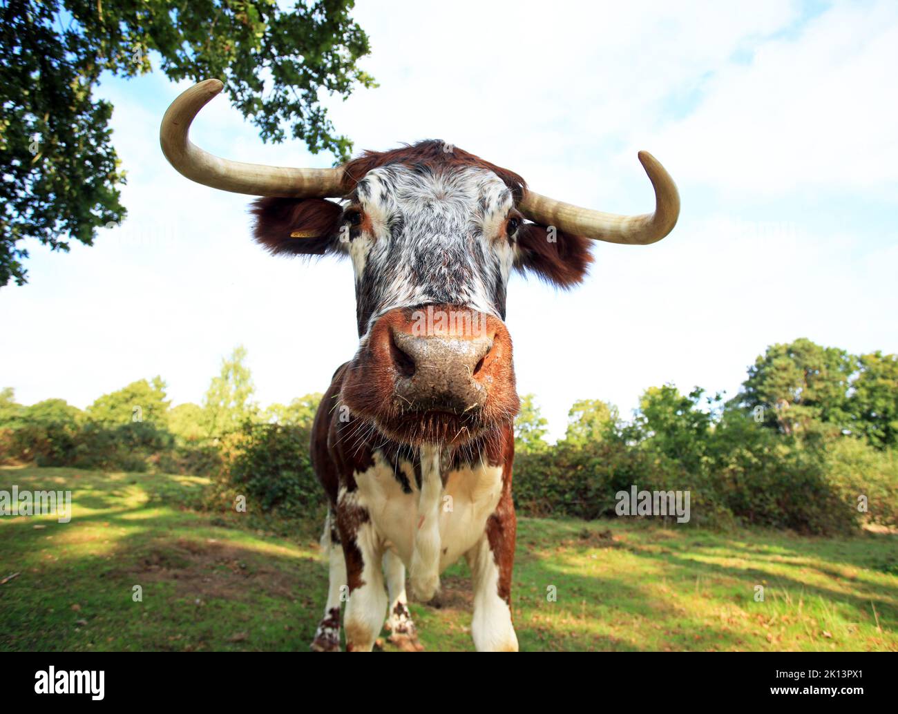 English Longhorn cow (Bos Primigenius) grazing on heathland on Kinver ...