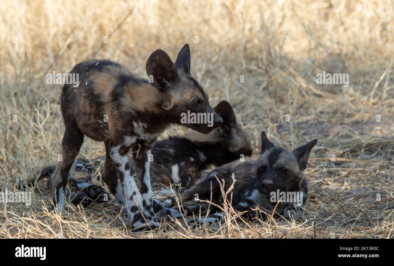 African wild dog pups rest in the shade outside their den Stock Photo ...