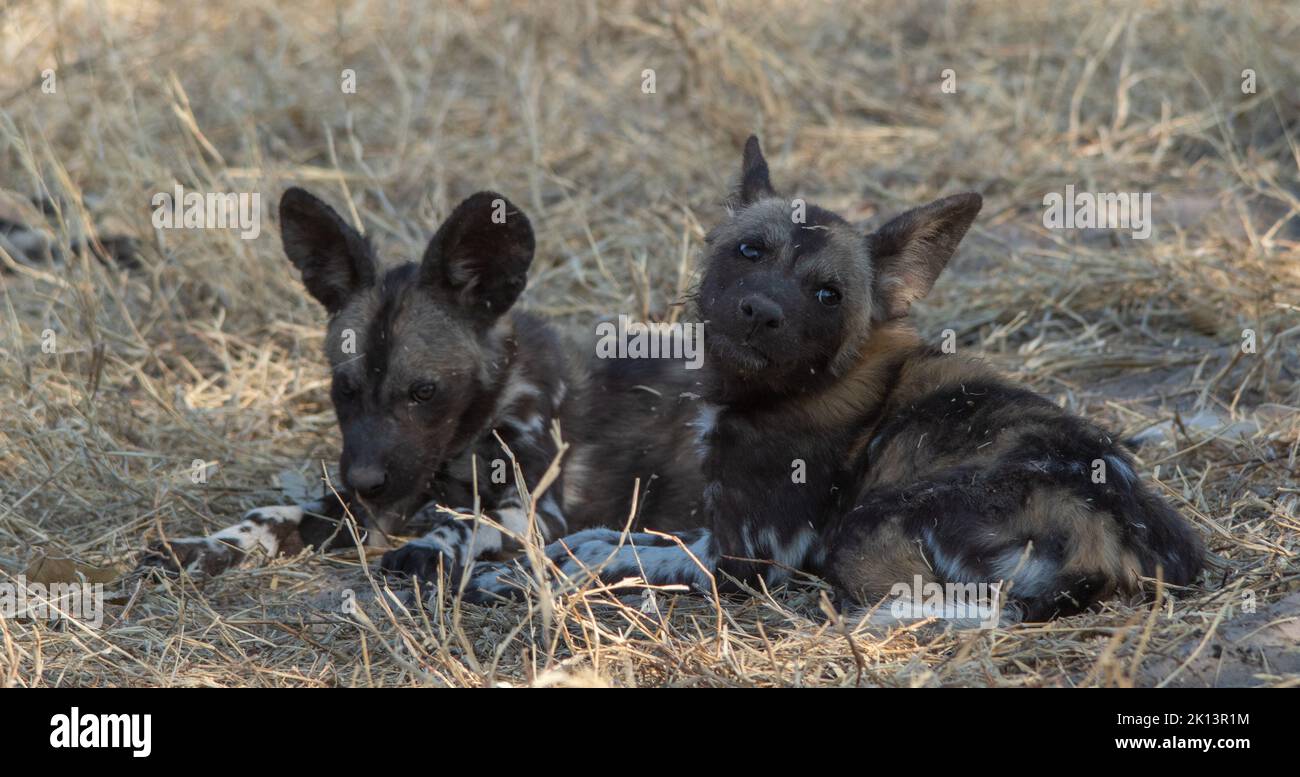 African wild dog pups rest in the shade outside their den Stock Photo ...