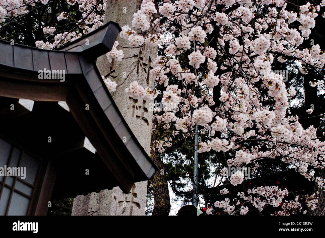 Cherry blossom season in japan hi-res stock photography and images - Alamy