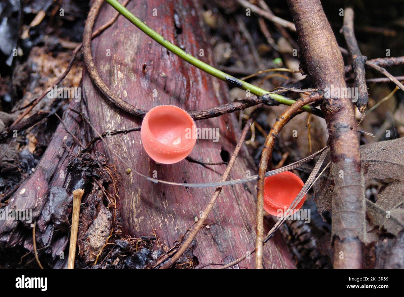 The fungi known as scarlet elf cup or red cup Stock Photo - Alamy