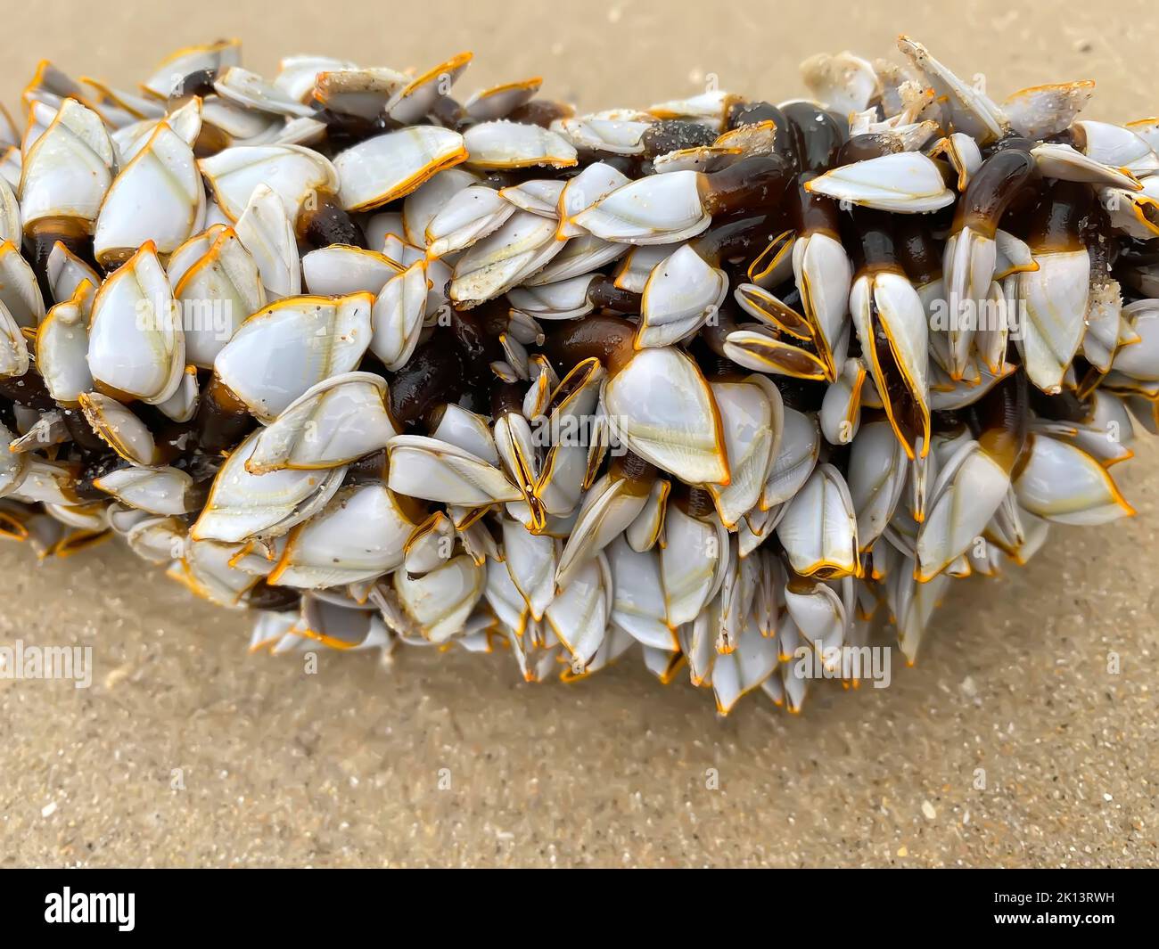 Small shells live on the timber by the sea Stock Photo - Alamy
