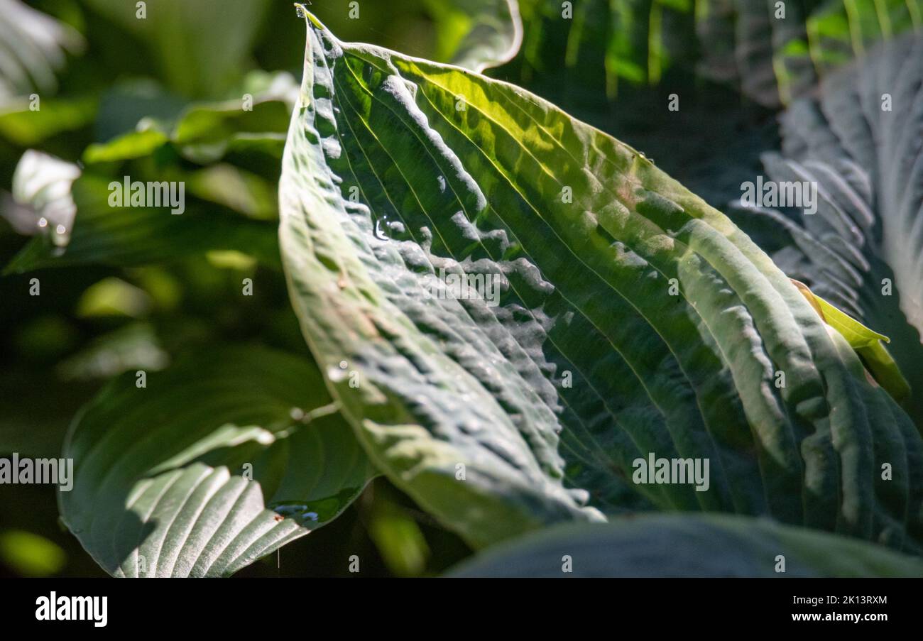 Large green leaves close-up. Hosta, a hosta plant with large leaves ...