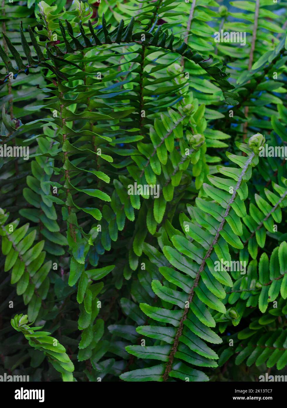Fern frond patterns are show in plants in a sububan garden, Will County ...