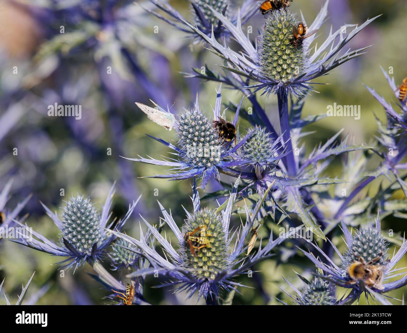 Beautiful Eryngium Alpinum Flowers, the alpine sea holly, alpine eryngo ...