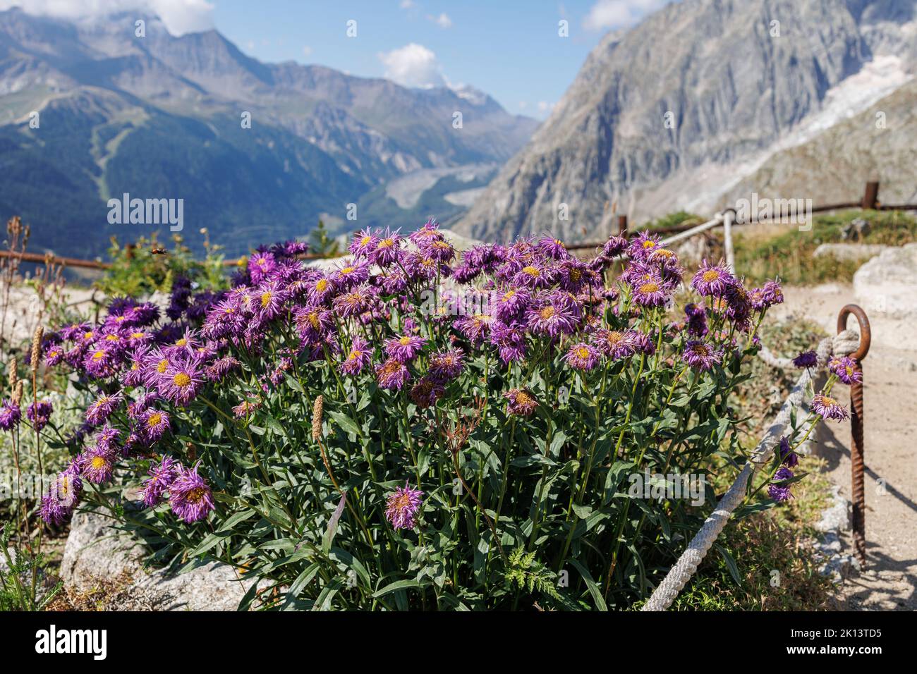 Aster Alpinus Small herbaceous, Spontaneous Perennial Plant of Alpine ...