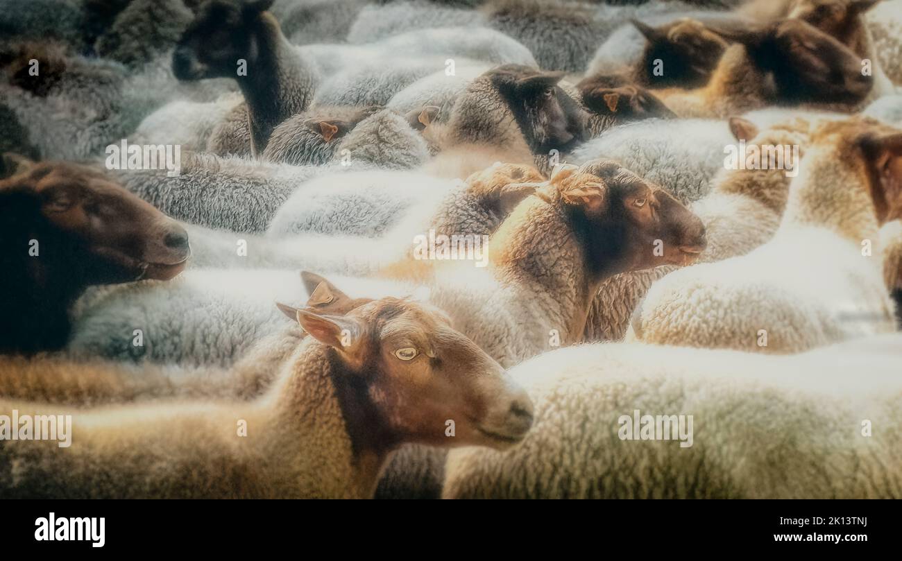 Flock white brown sheep hi-res stock photography and images - Alamy